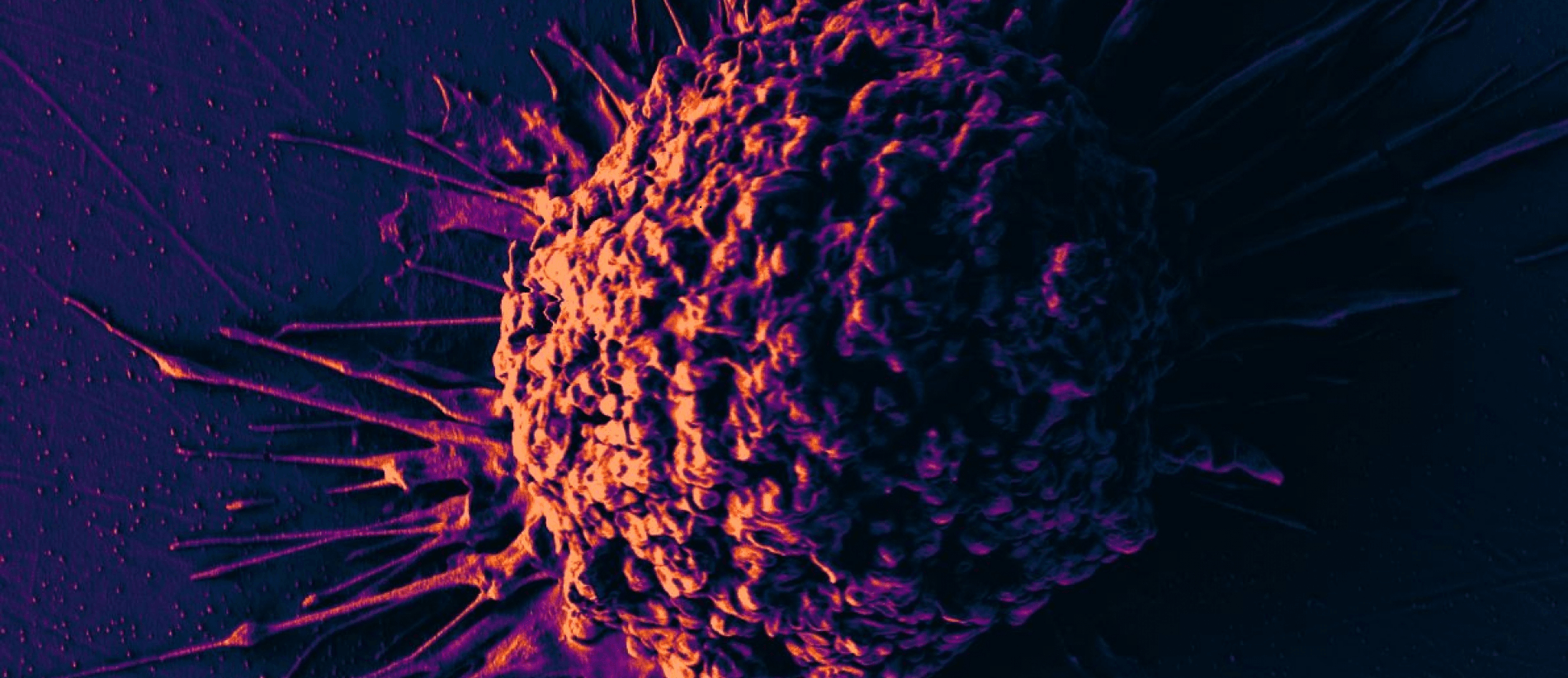 Visualisation of Single Cell Data and Segmentation of 3D Electron ...