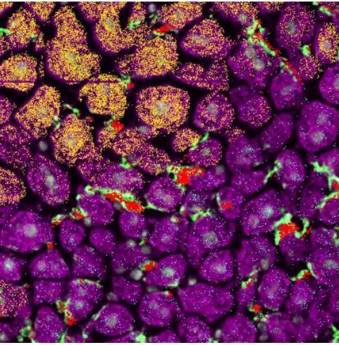 Single Cell Technologies - Vlaams AI-Onderzoeksprogramma